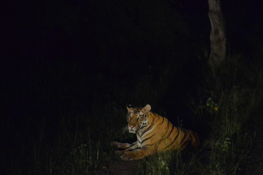 Wandering Tigers and Conservation Hacks | Wildlife Trust of India