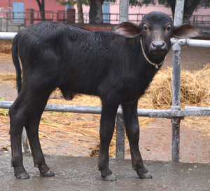 ICAR-NDRI Clones Endangered Wild Buffalo of Chhattisgarh | Wildlife ...