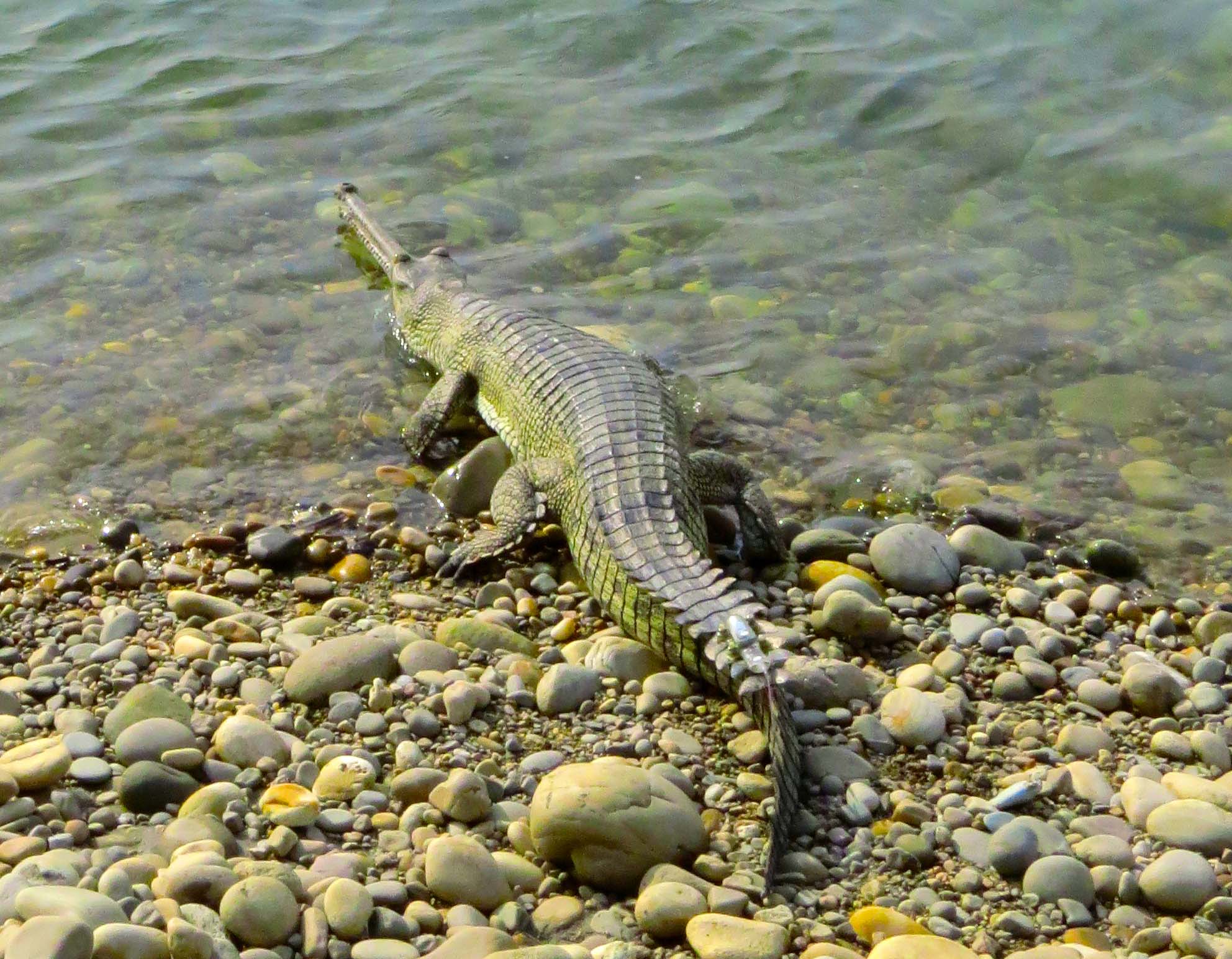 Critically Endangered Gharials satellite-tagged, released for ...