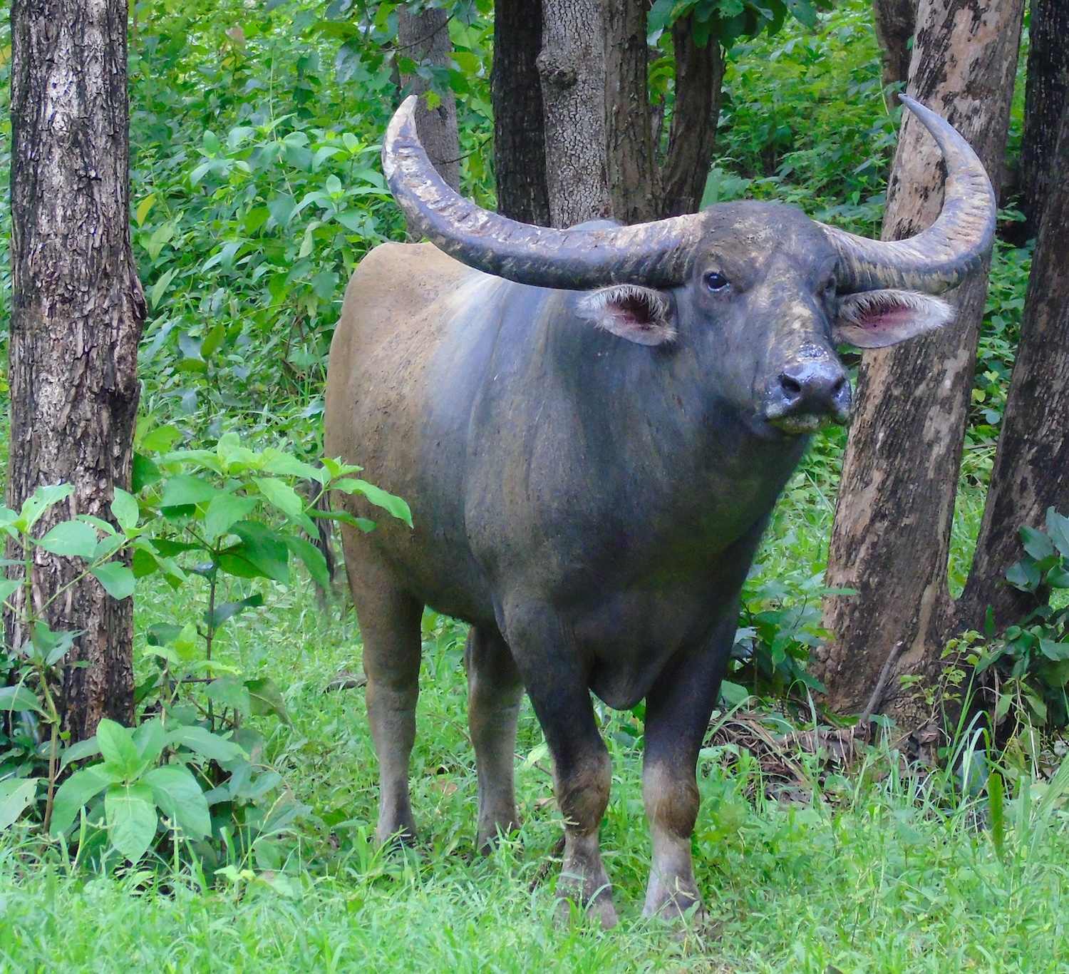 WILD BUFFALO RECOVERY PROJECT - Wildlife Trust of India