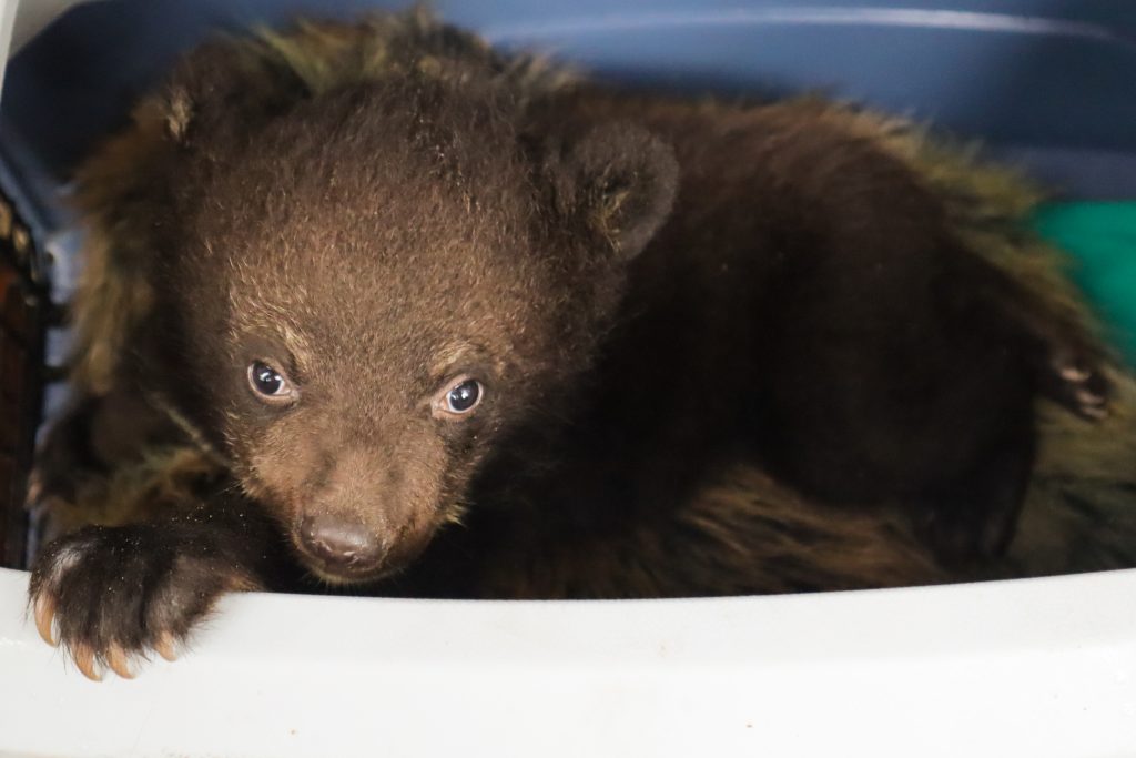 Orphaned Bear Cubs get a Second Chance in Life at CBRC - Wildlife Trust ...