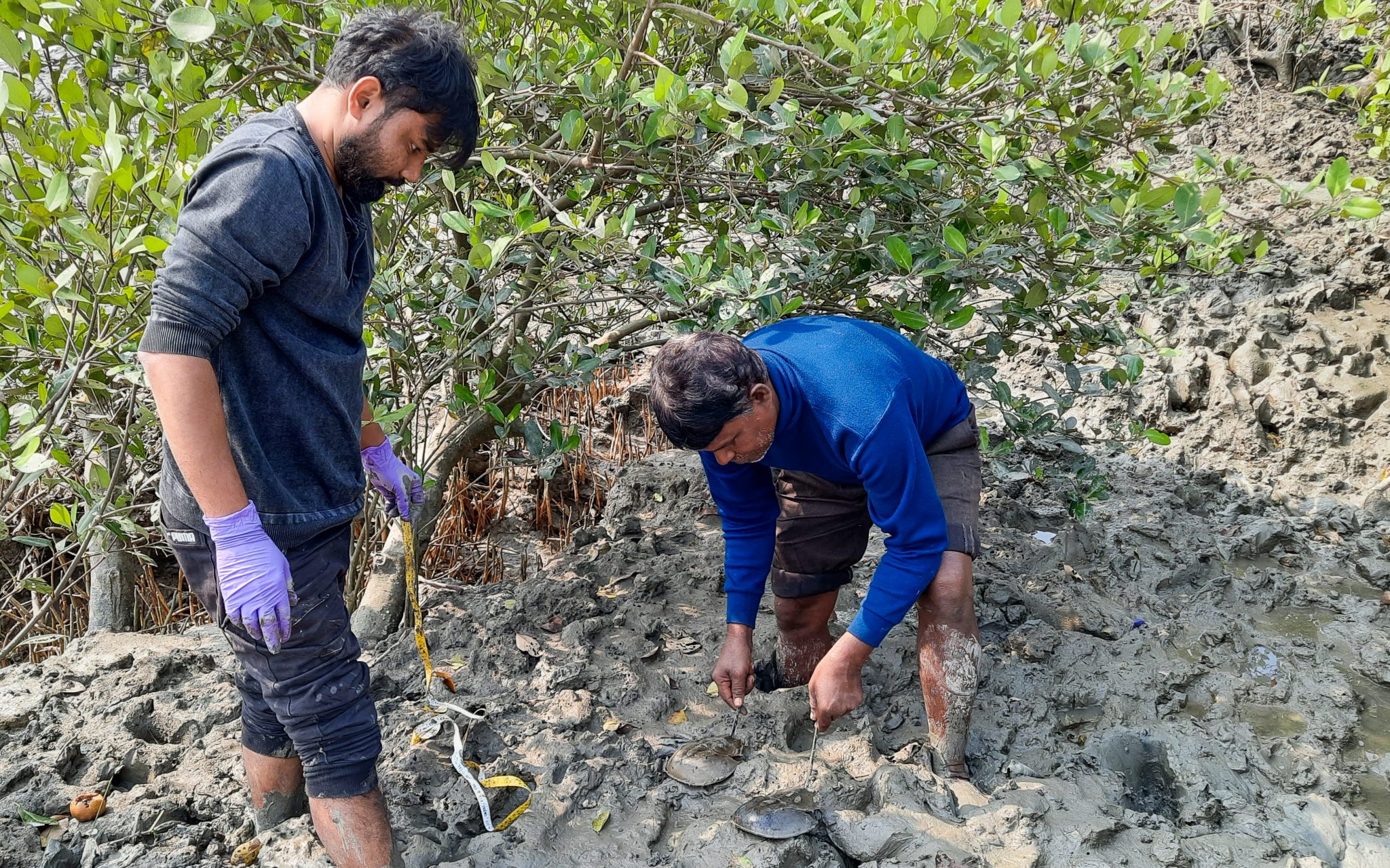Conservation of horseshoe crabs in Sagar Island, Sundarbans - Wildlife ...