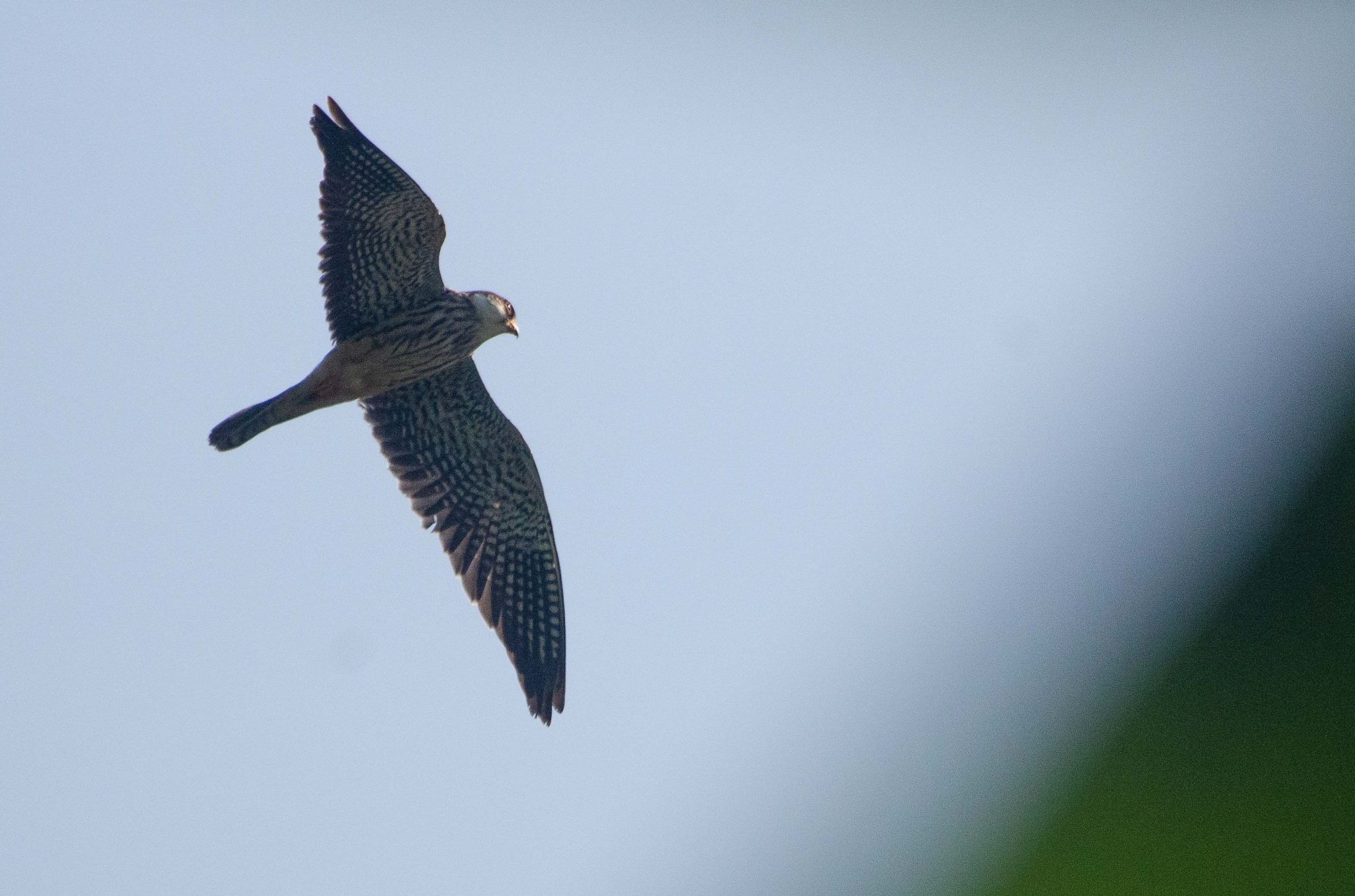 The Falcon Groves of Guangram - Wildlife Trust of India