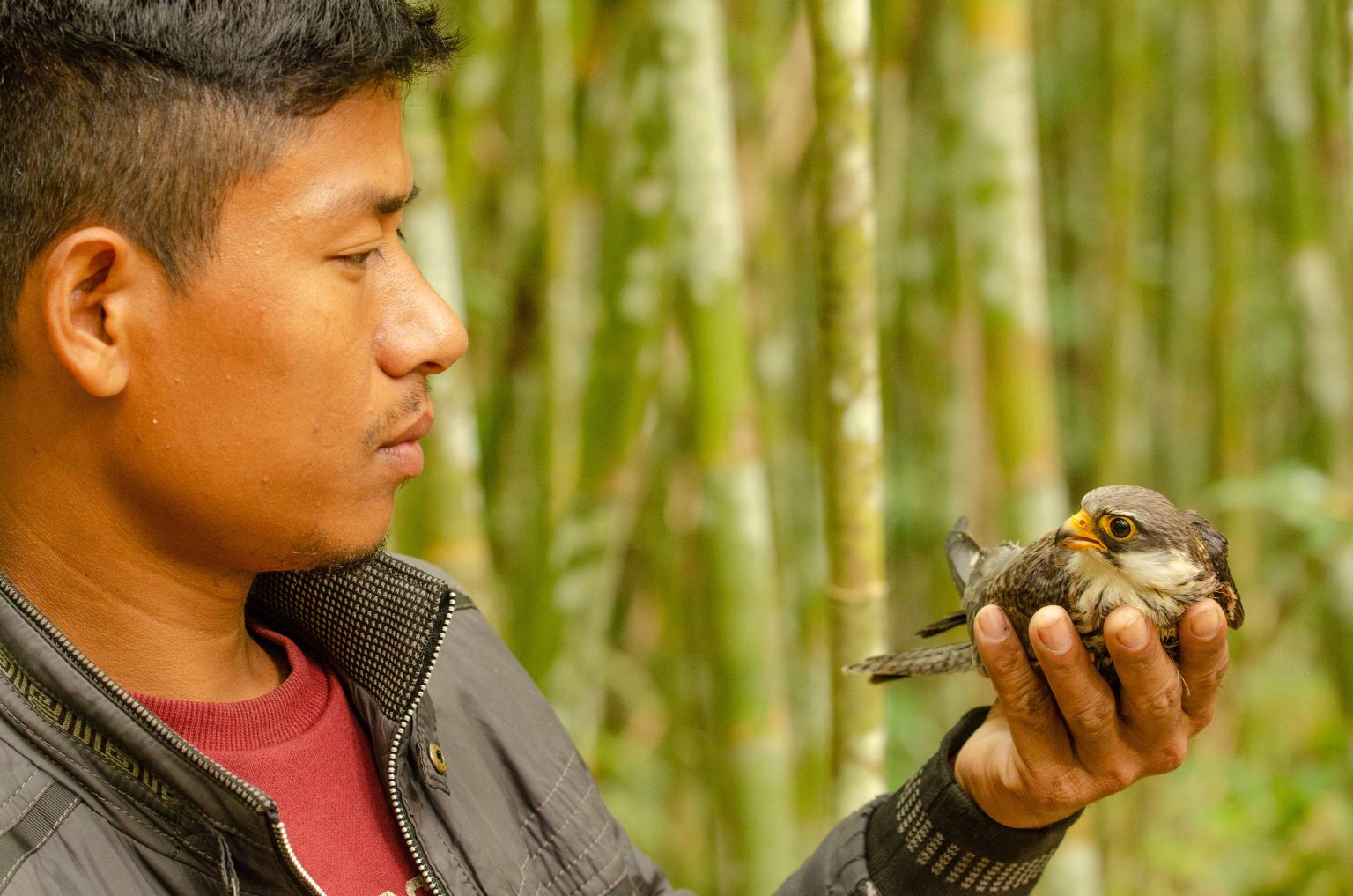 The Falcon Groves of Guangram - Wildlife Trust of India