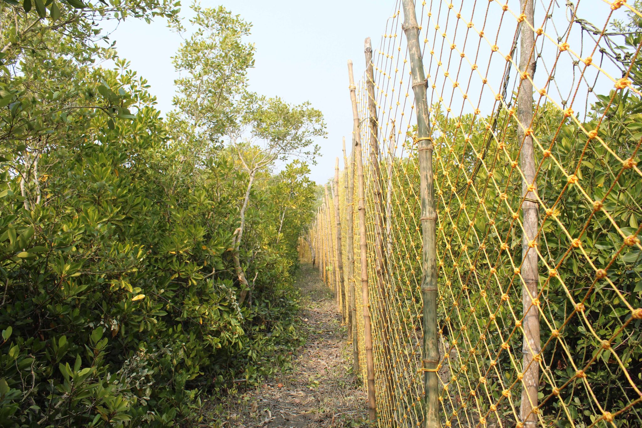 Fences Help Keep Tigers Out of Villages in Sundarbans - Wildlife Trust ...