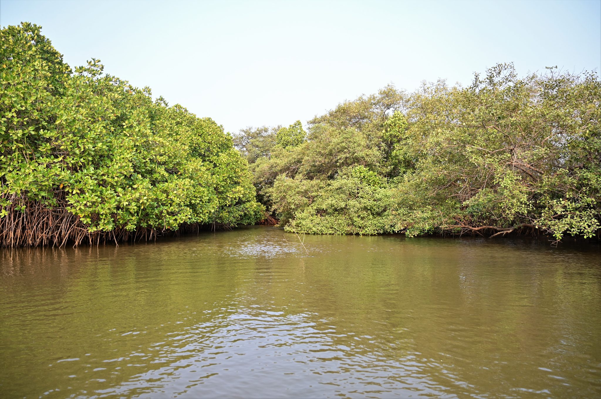 Kannur Kandal Project: A Model for Mangrove Conservation - Wildlife ...