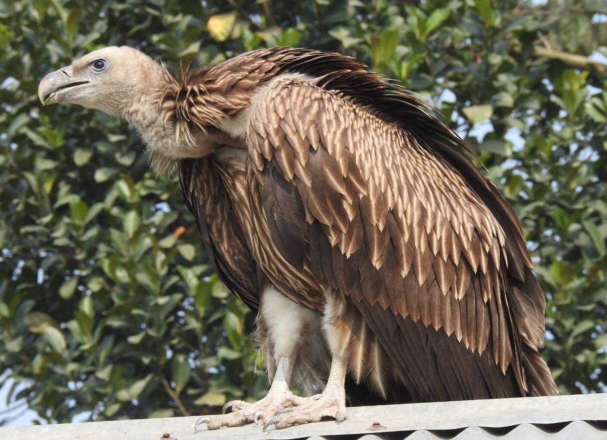 Protecting the scavengers of Assam - Wildlife Trust of India