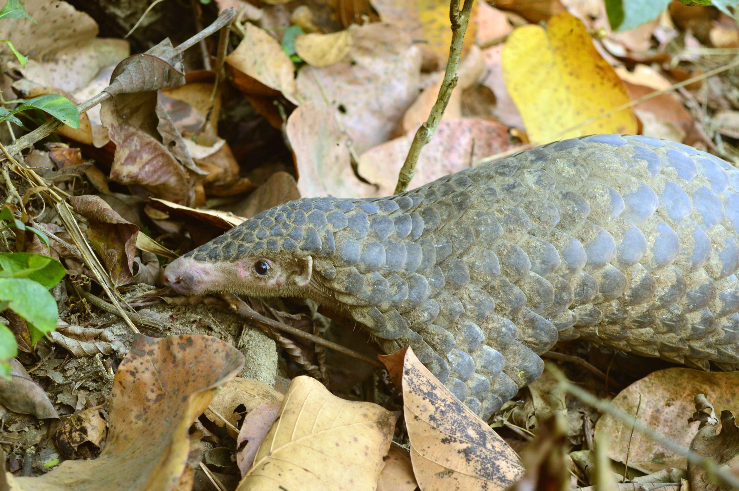 Pangolin Tiger