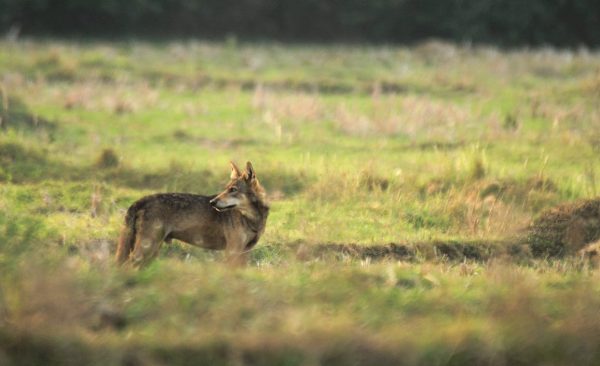 Protecting the Indian grey wolf of Durgapur - Wildlife Trust of India
