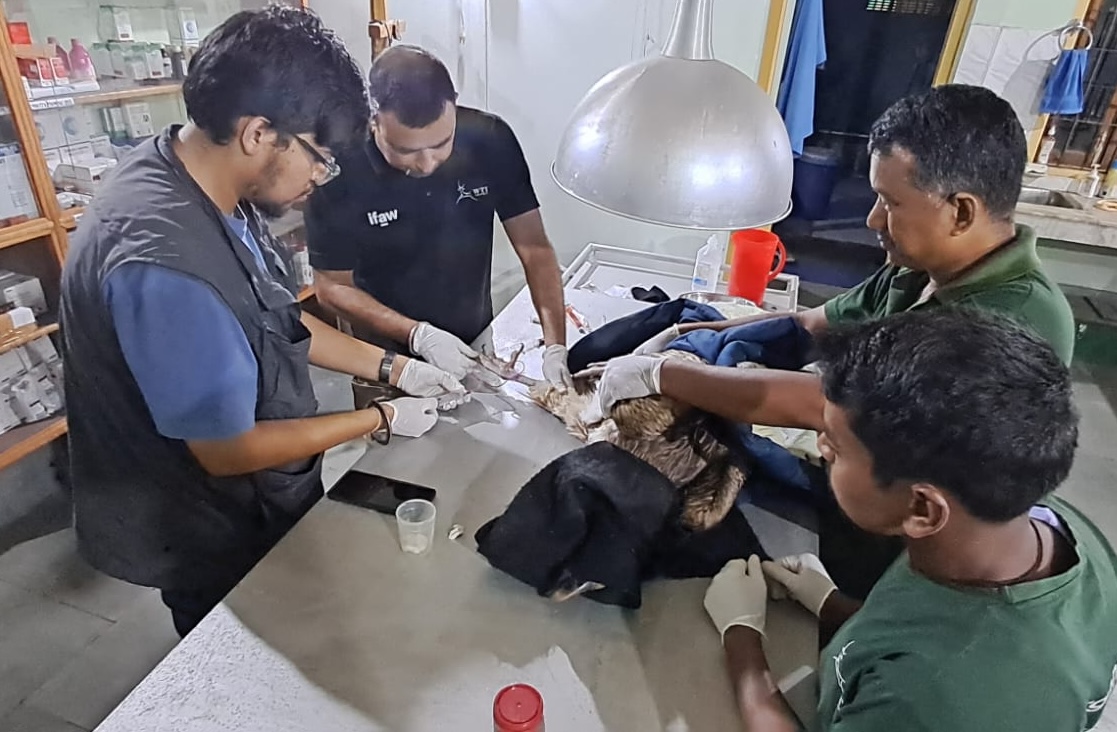 Poisoned Himalayan Griffon vulture successfully treated and released ...
