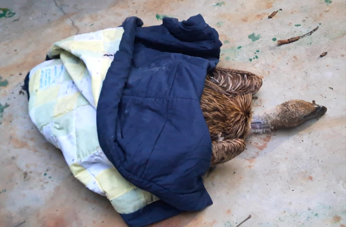Poisoned Himalayan Griffon vulture successfully treated and released ...