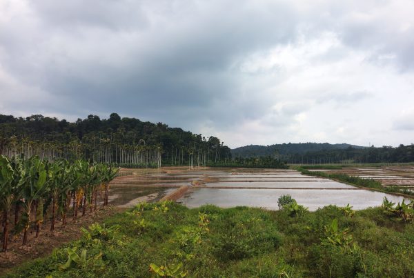 Living with elephants in Wayanad - Wildlife Trust of India