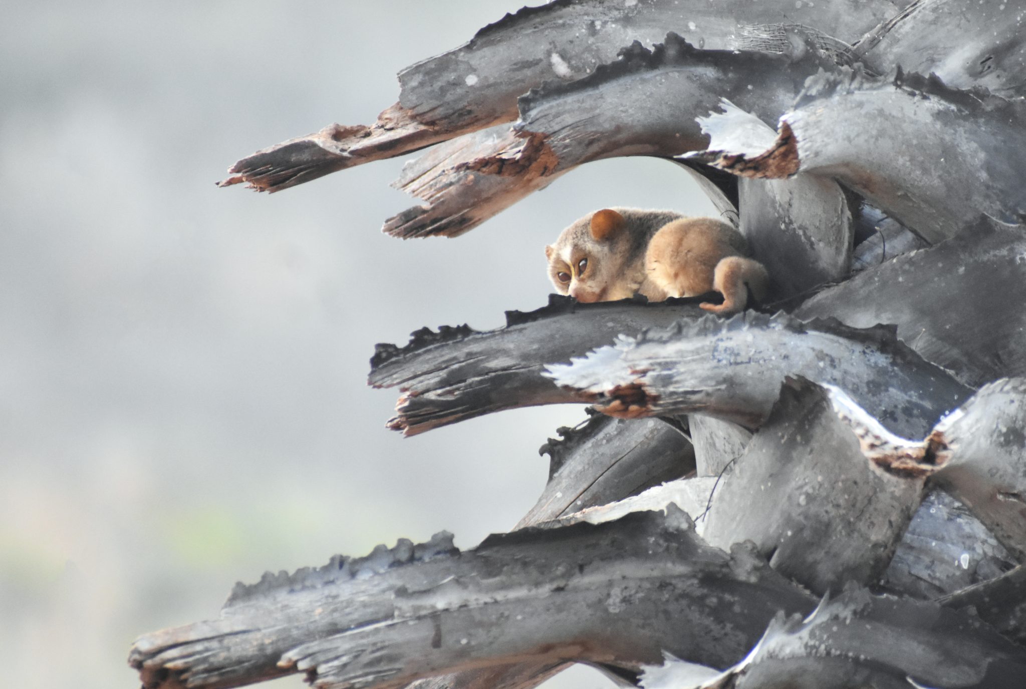 Canopy bridges – A hope to protect the Mysore slender loris - Wildlife ...