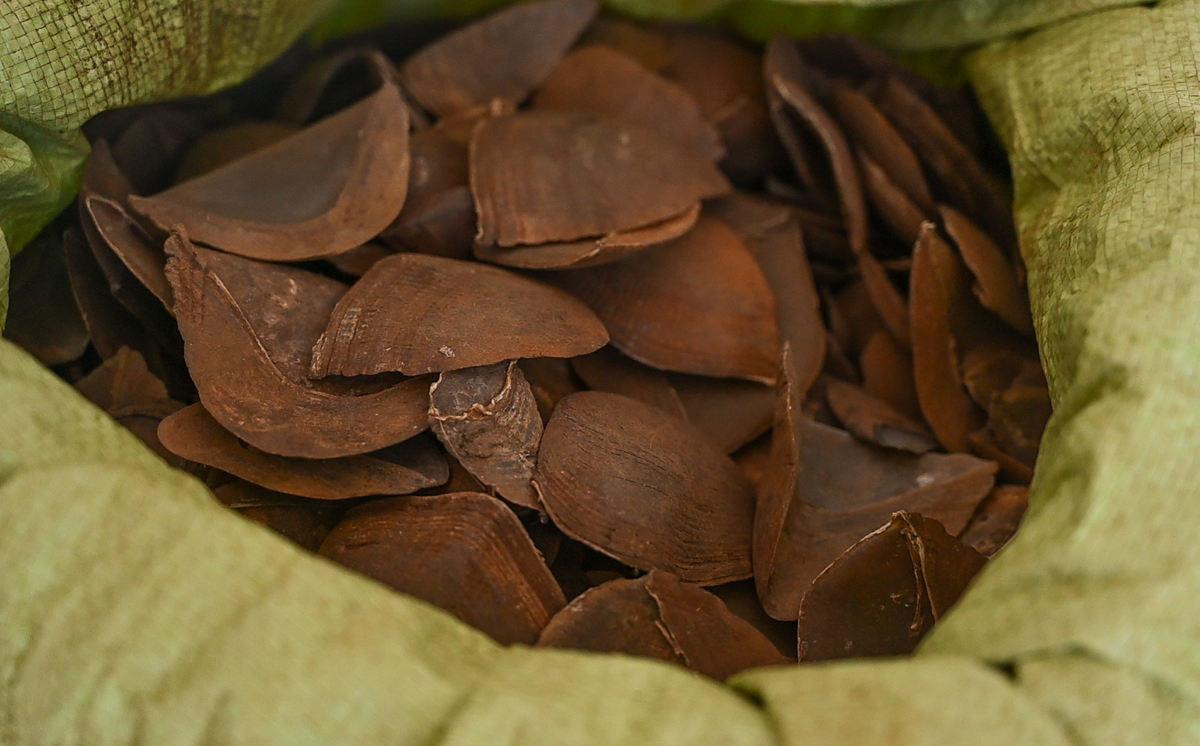 43 kg of Pangolin scales seized in a joint operation by Chhattisgarh ...