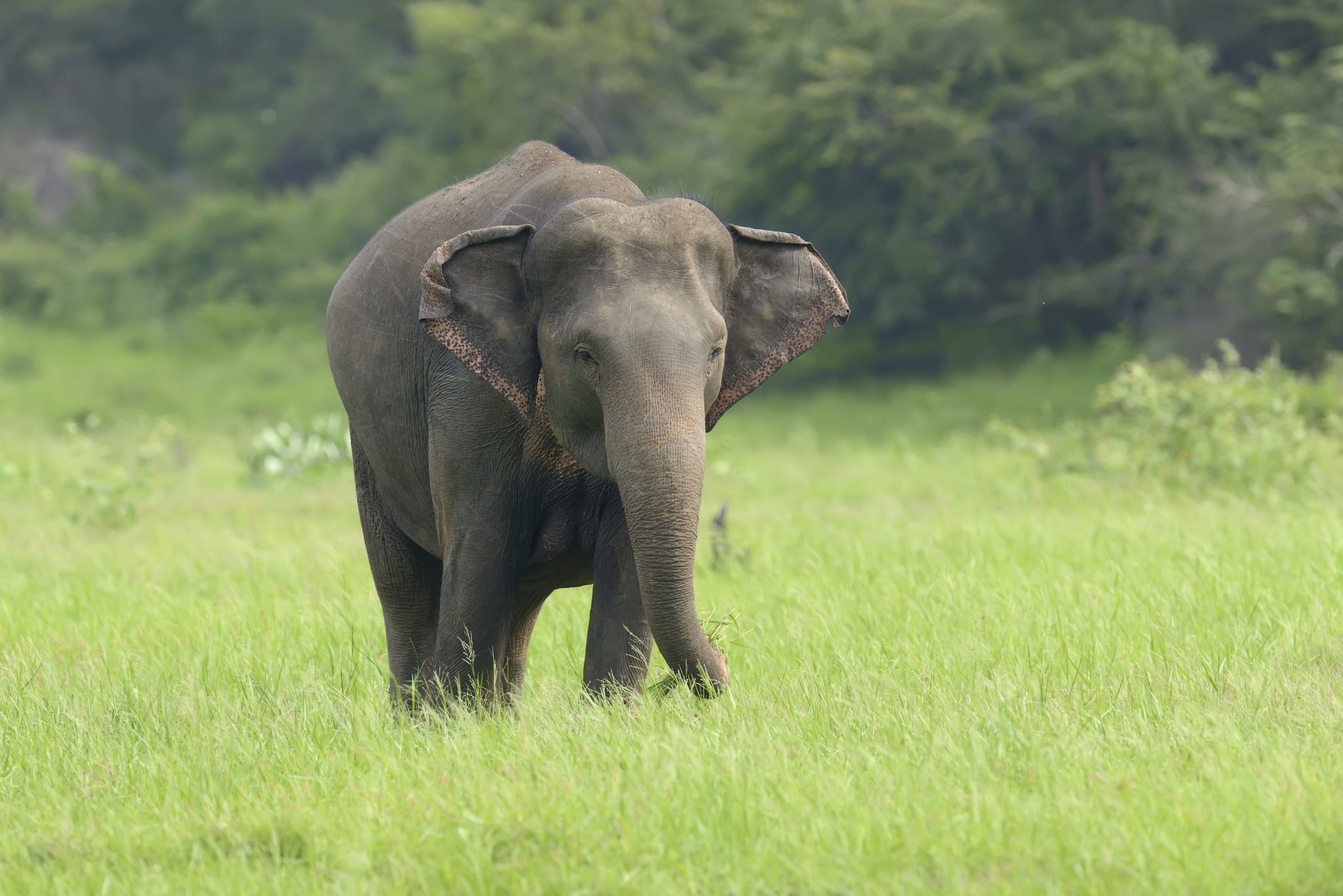 Center for Species Survival: Asian Elephant - Wildlife Trust of India
