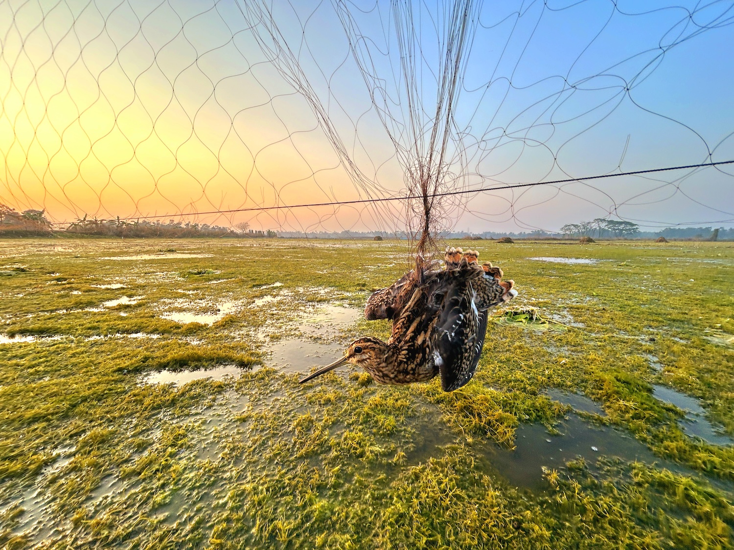 Rapid conservation actions to protect migratory birds in India ...