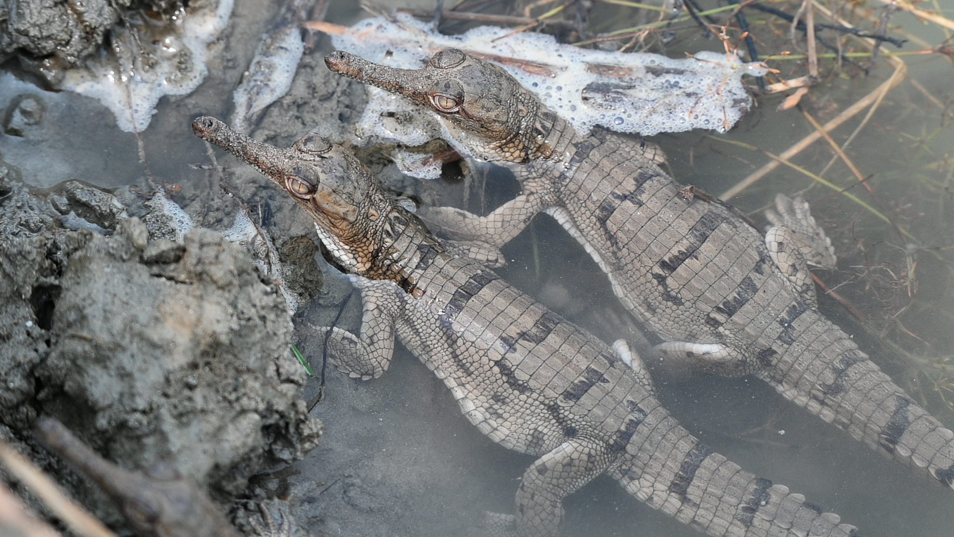 Saving Gharials – One Egg at a Time - Wildlife Trust of India
